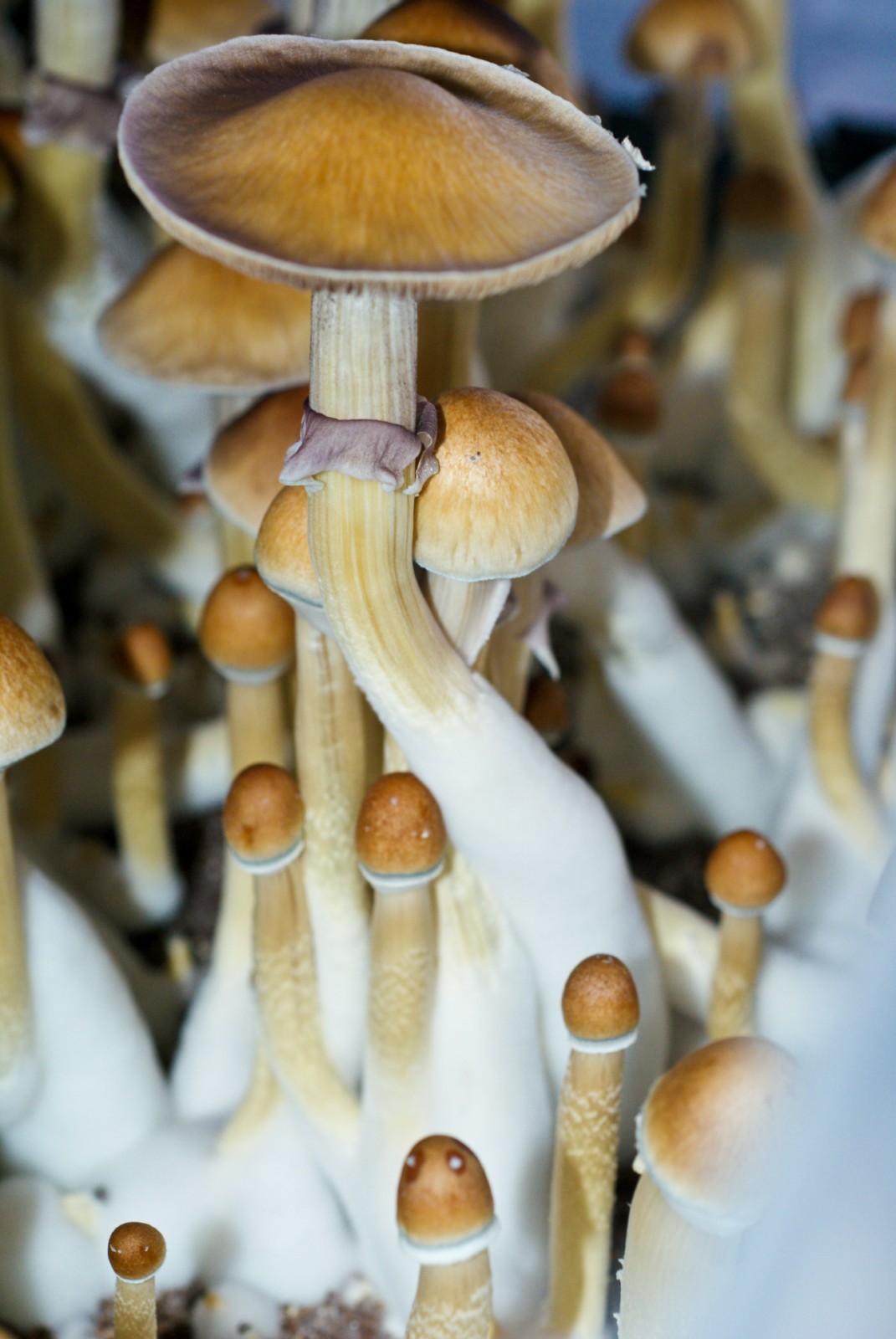 Psilocybe cubensis Burma Spores (3635) Lil' Shop of Spores