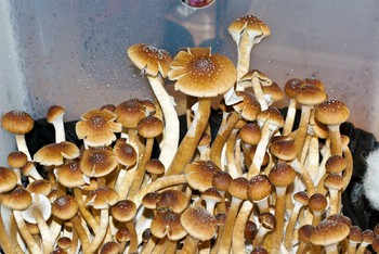 Psilocybe cubensis PE6 (3835) Lil' Shop of Spores